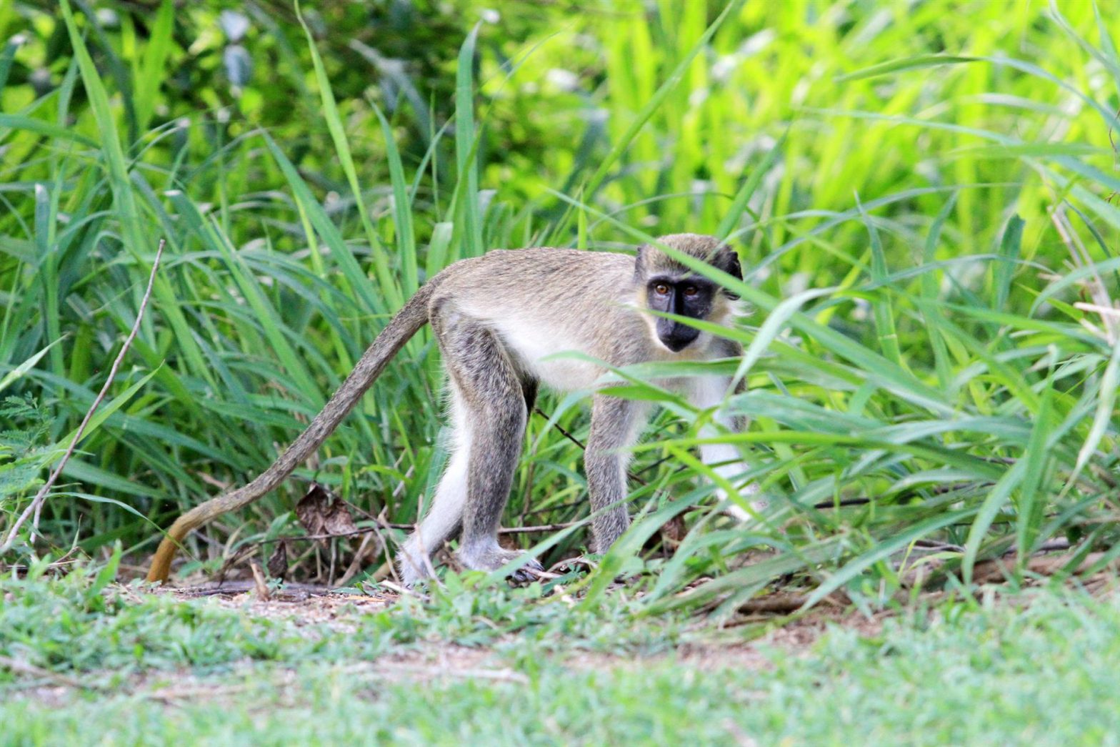 Our Services – St James Travel & Tours Ltd